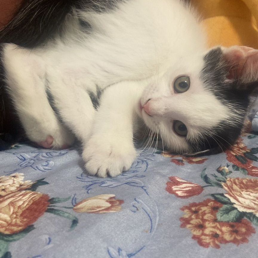 Котенок