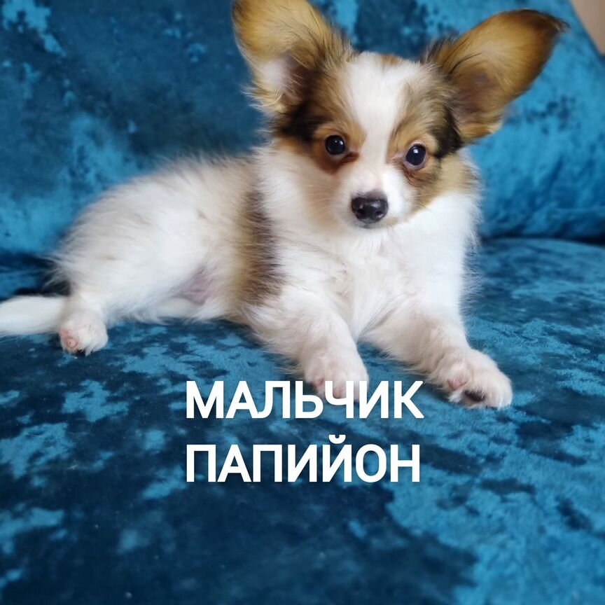 Щенки папийона