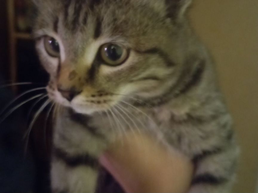 Кошка 1.5 месяца