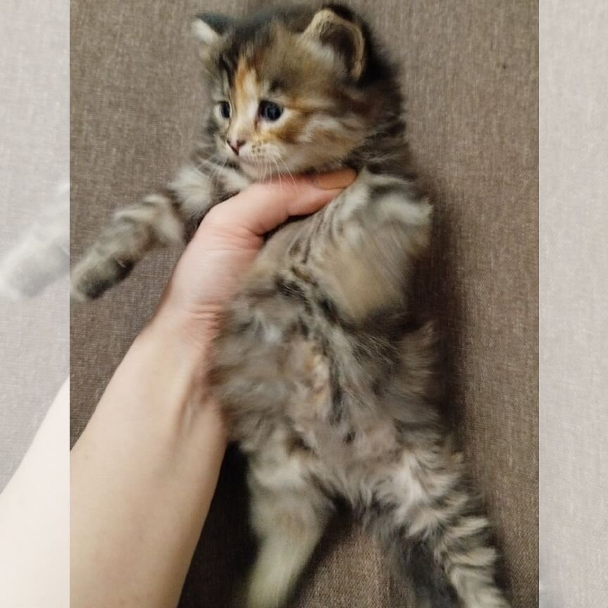 Мейн-кун котёнок