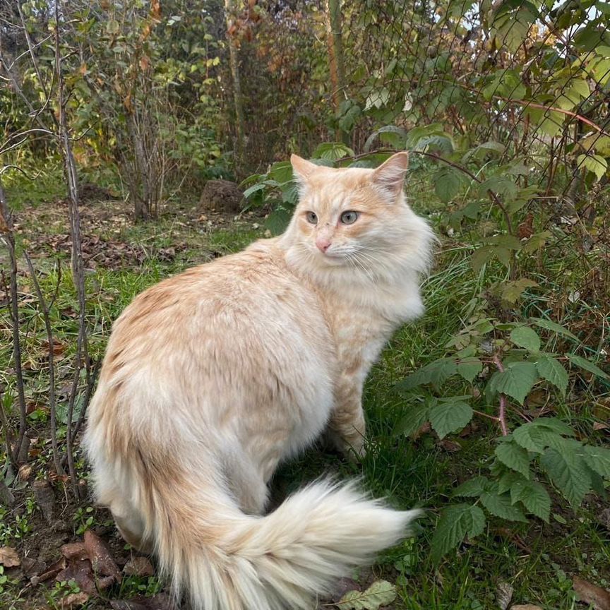 Кот Барсик