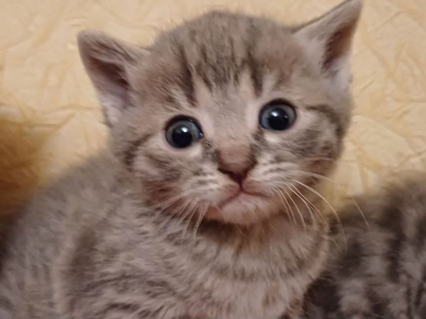 Котятки в Дар для душевной радости