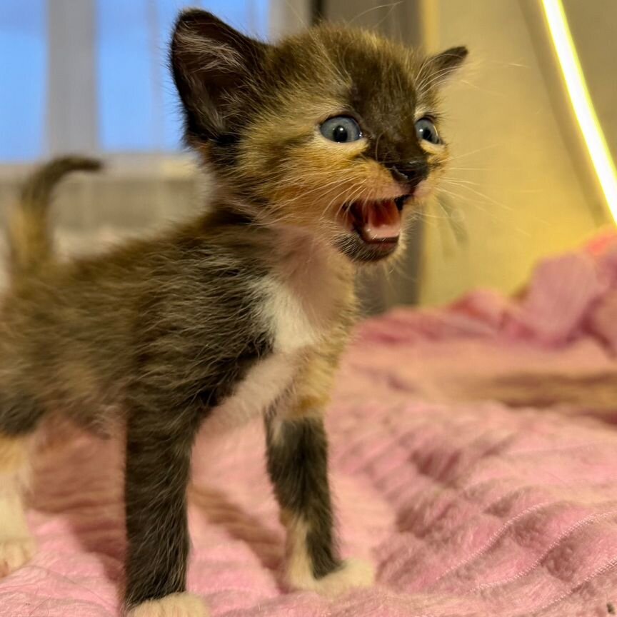 Котёнок в добрые руки