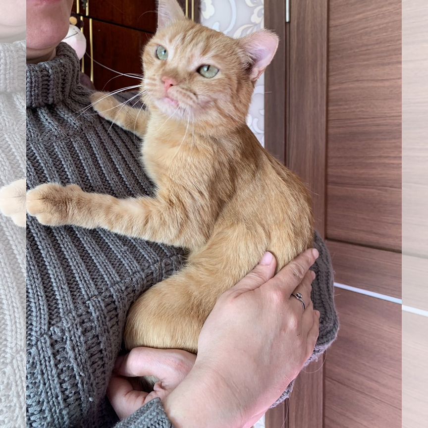 Рыжий котик в добрые руки