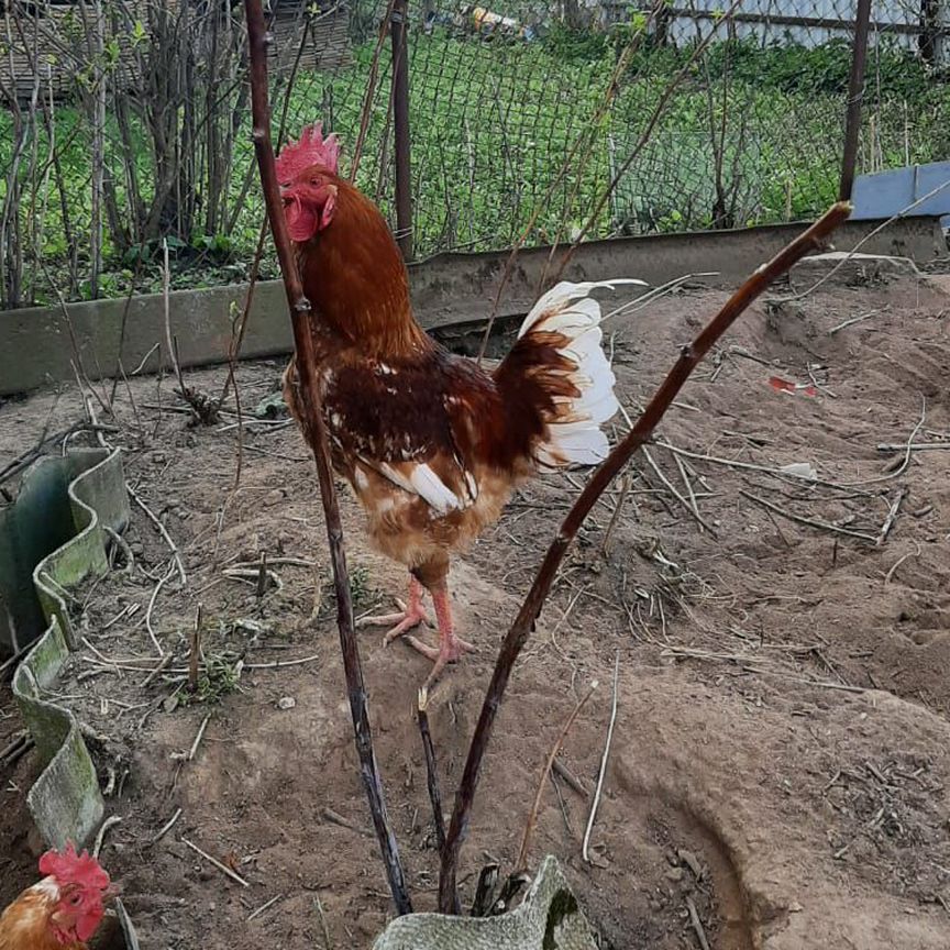 Петух