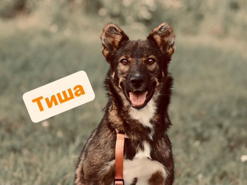 Нежная Тиша ищет дом