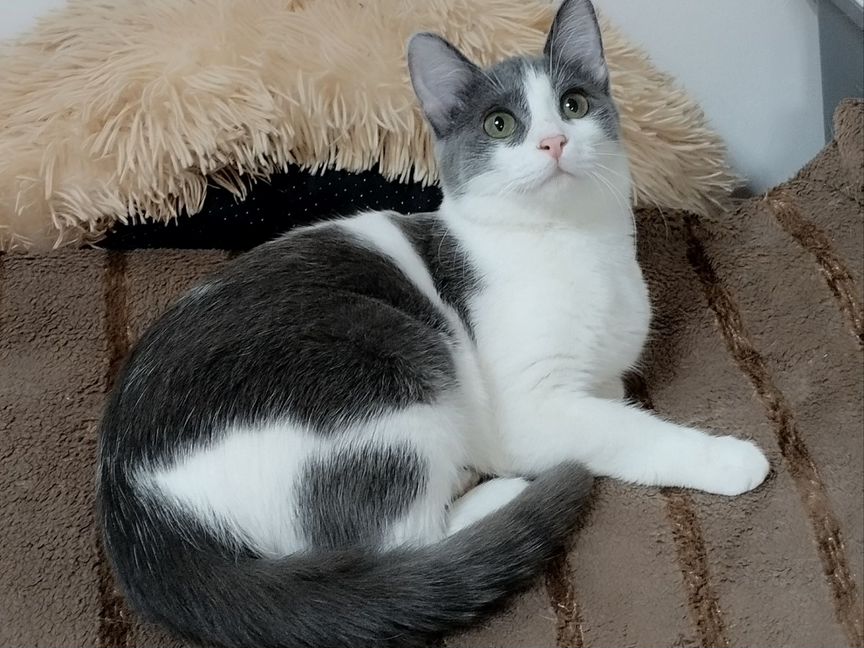 Кошка ищет дом