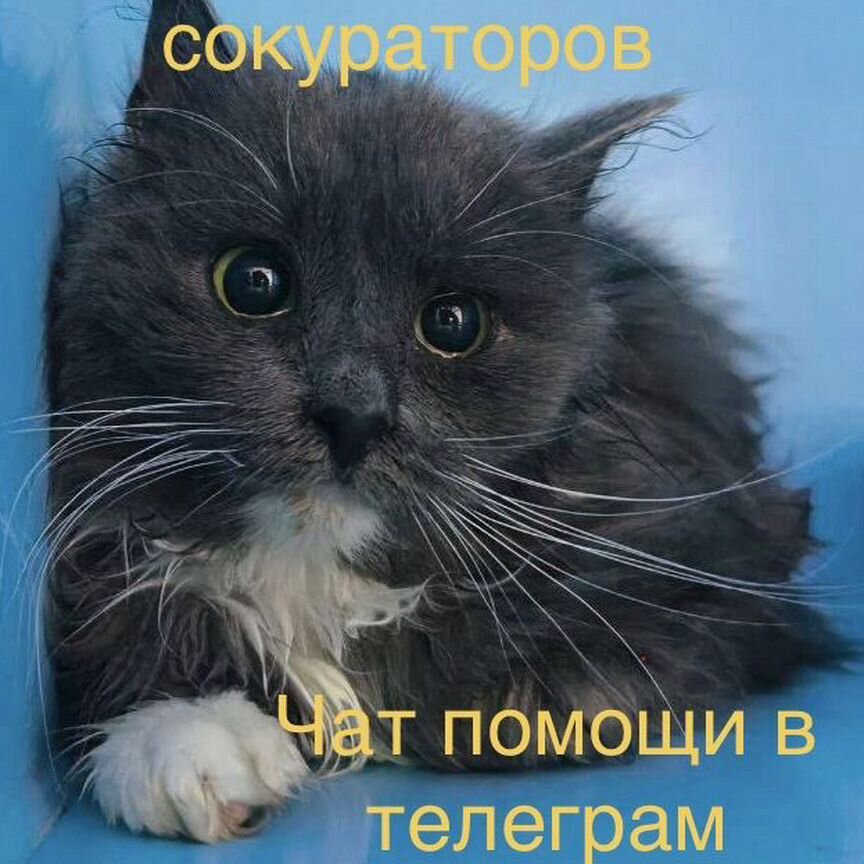 Взрослая, кошка в добрые руки