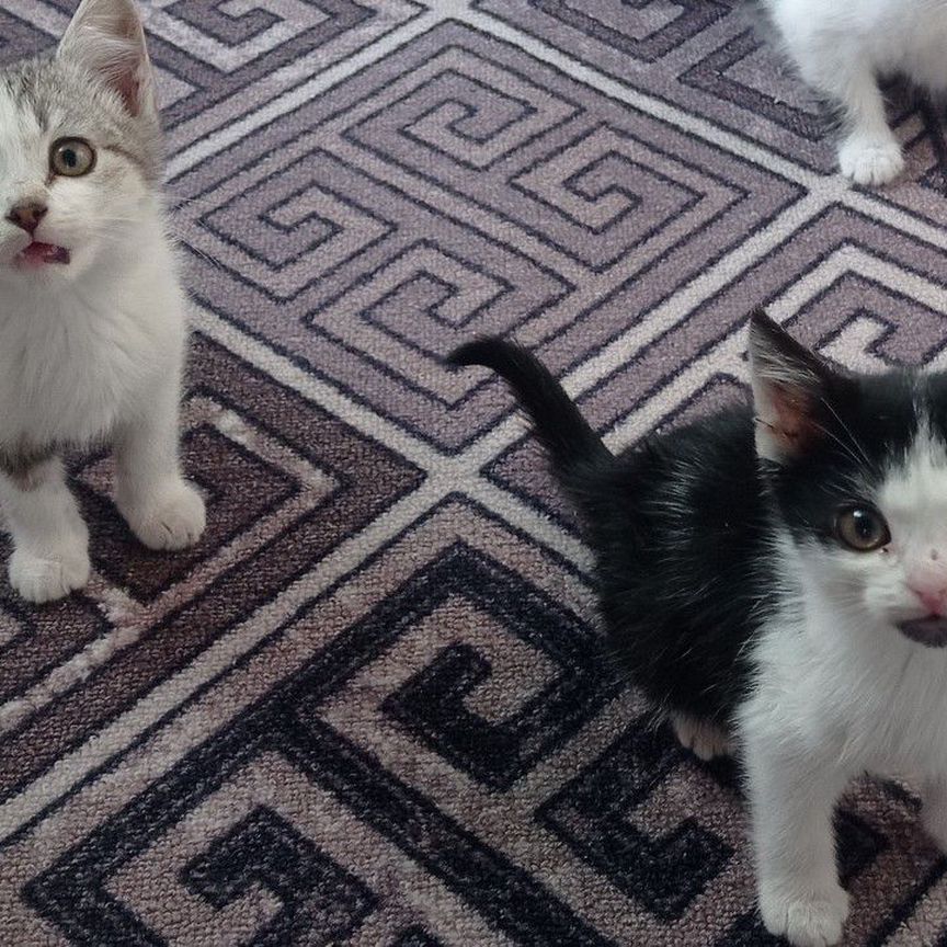 Отдам котят в добрые руки