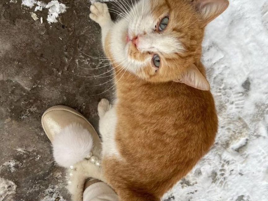 Котик в семью(ситуация)
