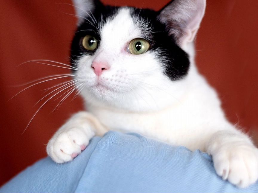 Зайка в добрые руки