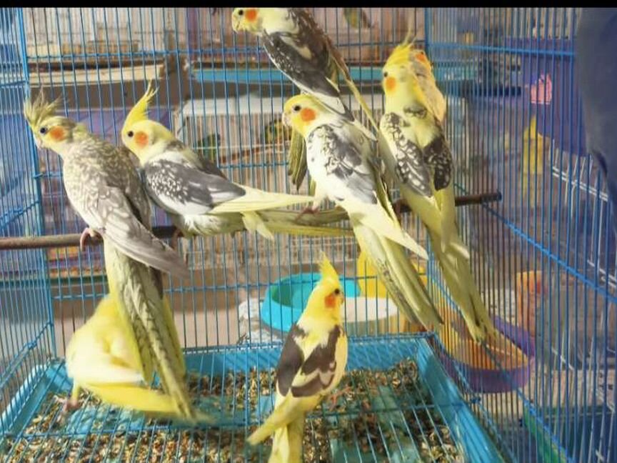 Кореллы птенцы