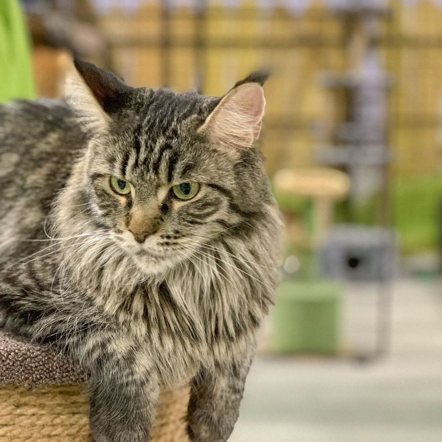 Кот мейн-кун