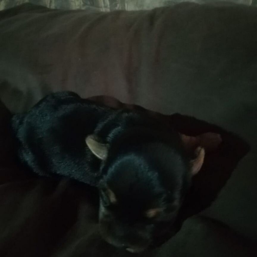 Той-терьер щенки