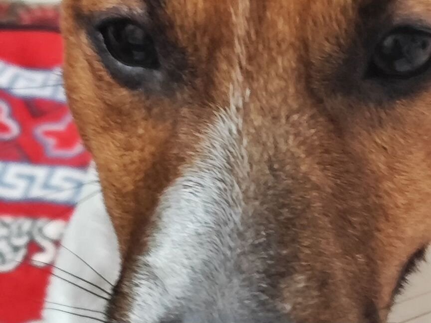 Джек рассел терьер