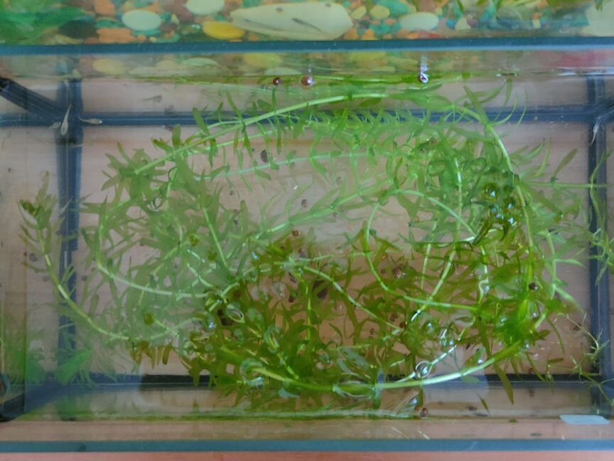 Аквариумные рыбки гуппи