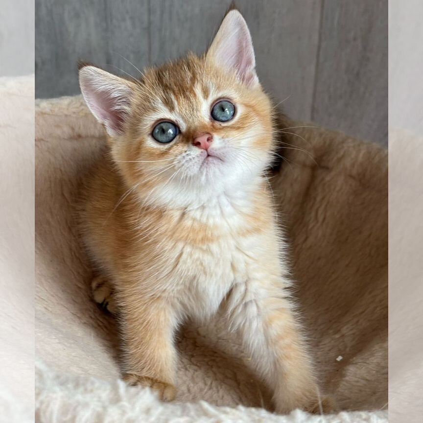 Британские котята