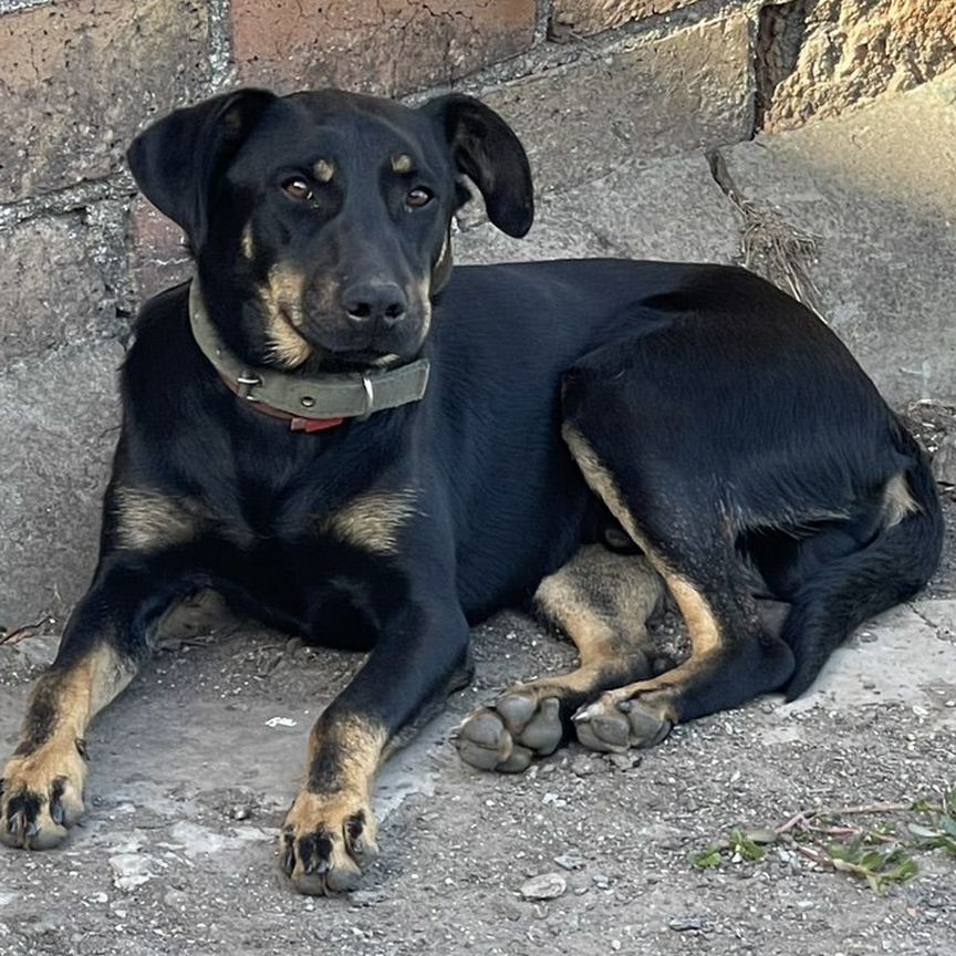 Ищу хозяина и друга