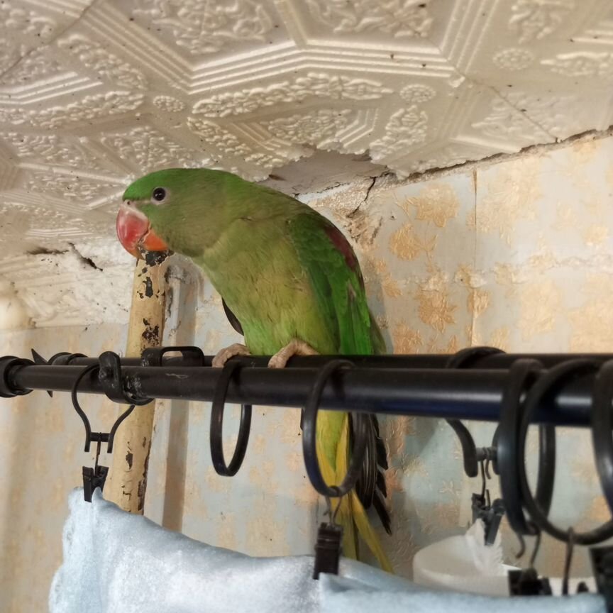 Александрийский попугай птенец ручной