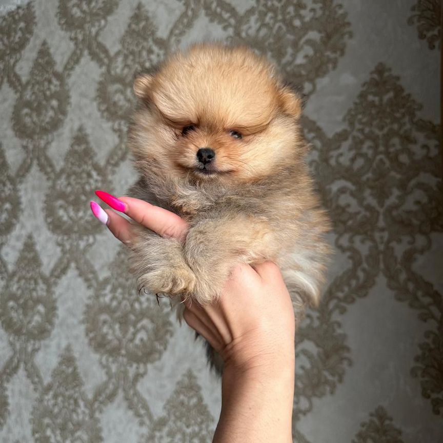 Щенки шпица