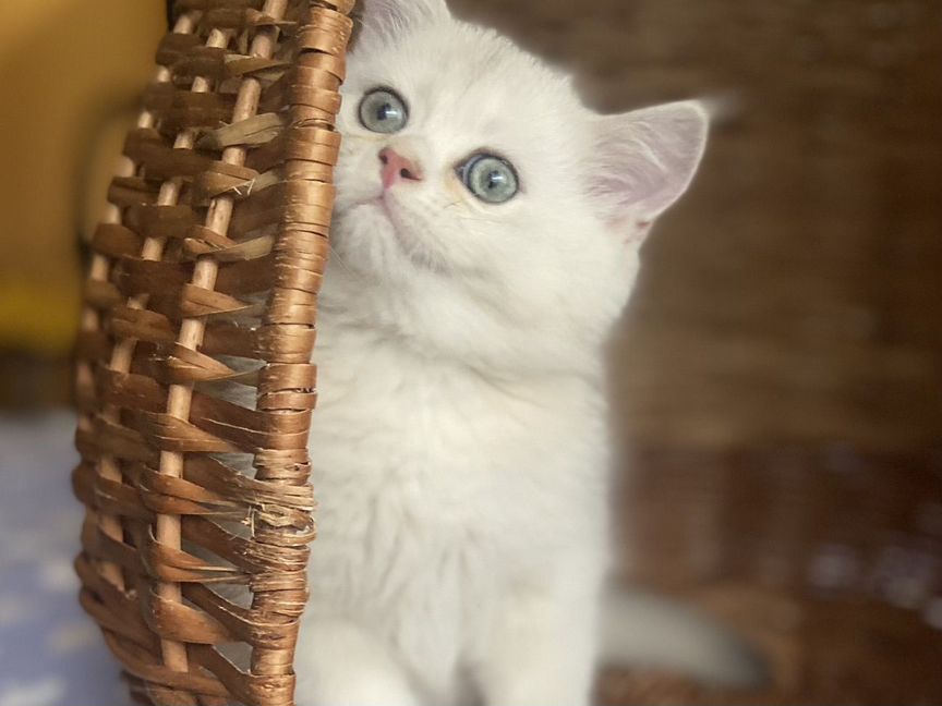 Шотландский котик Каспер