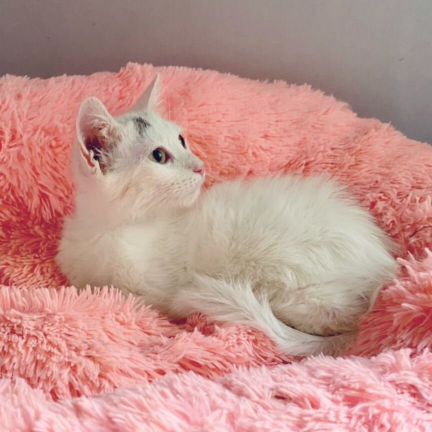 Котенок, мальчик, 3,5 мес, ищет семью