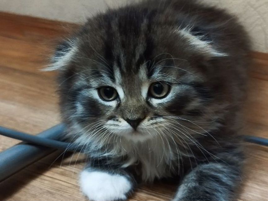 Шотланский вислоухий котенок