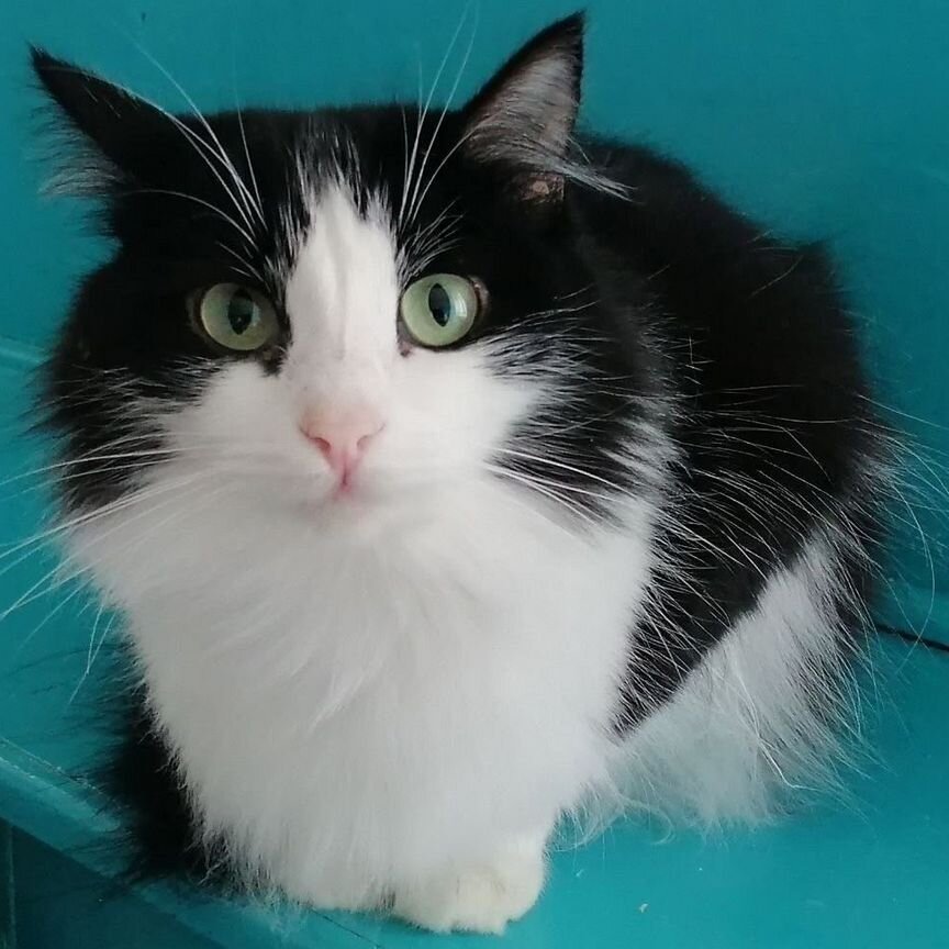 Взрослая кошка от частного владельца