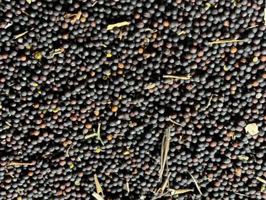 Продам рапс