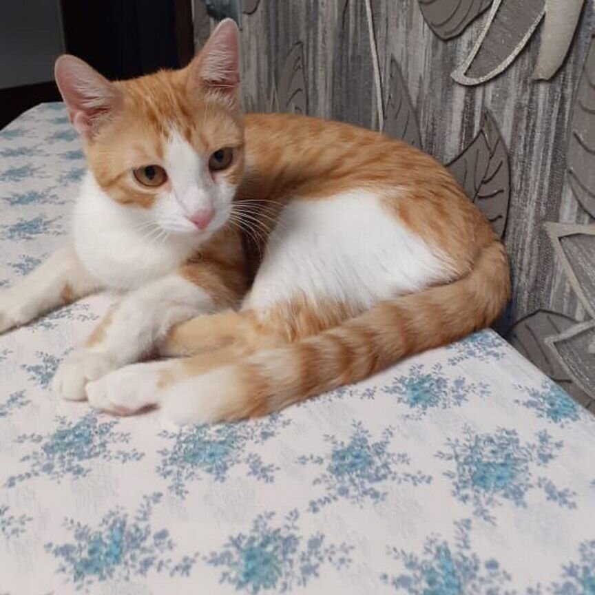 Кошечка Соня