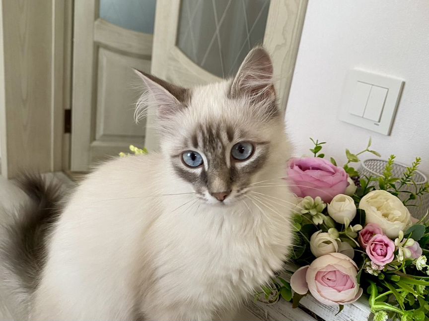 Красивая кошечка