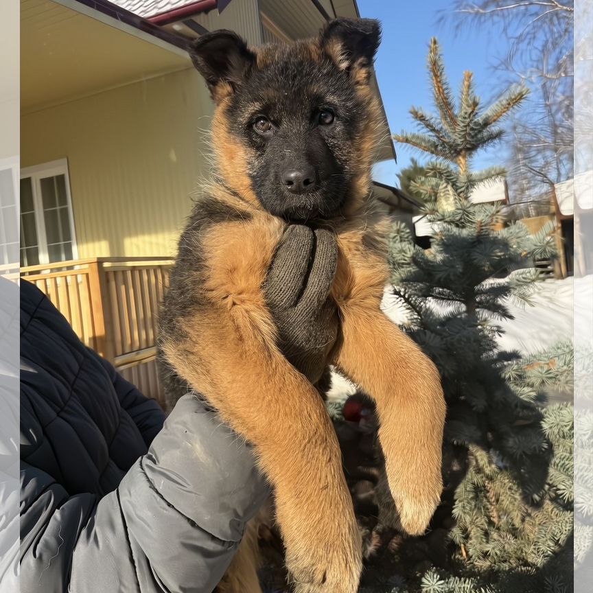 Немецкая овчарка, щенок