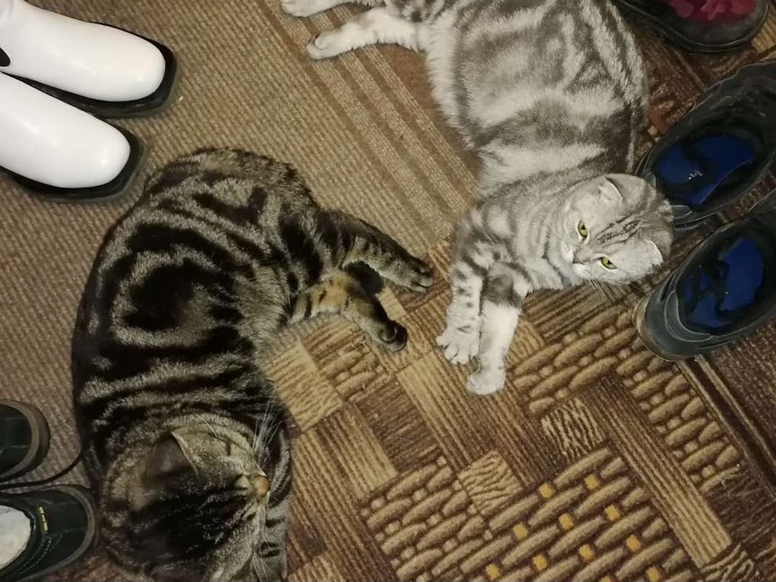 Шотландские котята