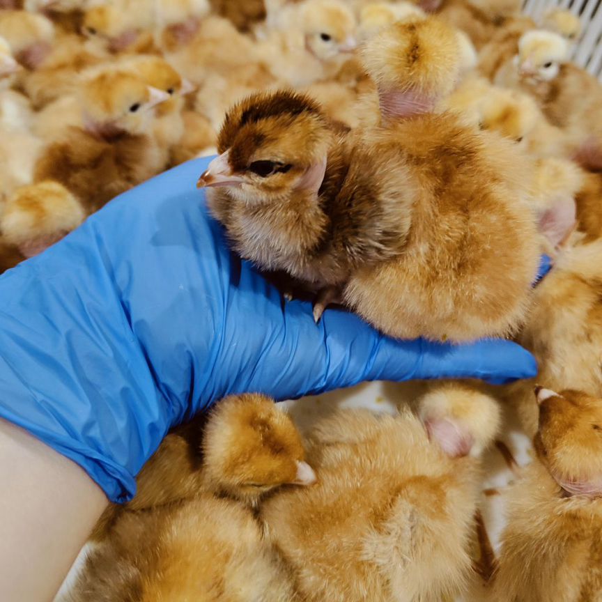 Бройлеры, цыплята-доставка