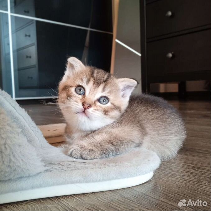 Котëнок полу британец девочка