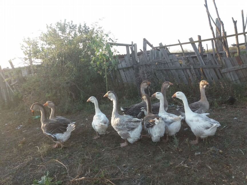 Холмогорские гуси