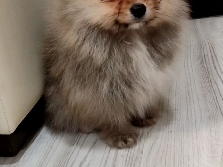 Померанский Шпиц мишка