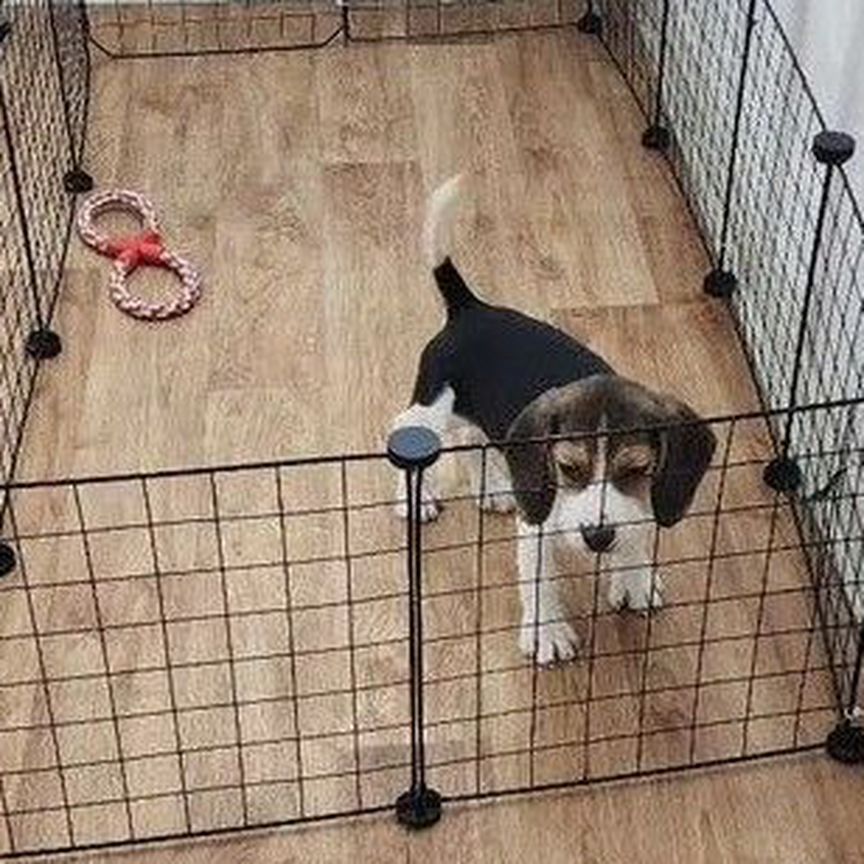 Бигль, щенок