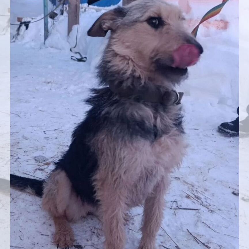 Взрослая собака в добрые руки