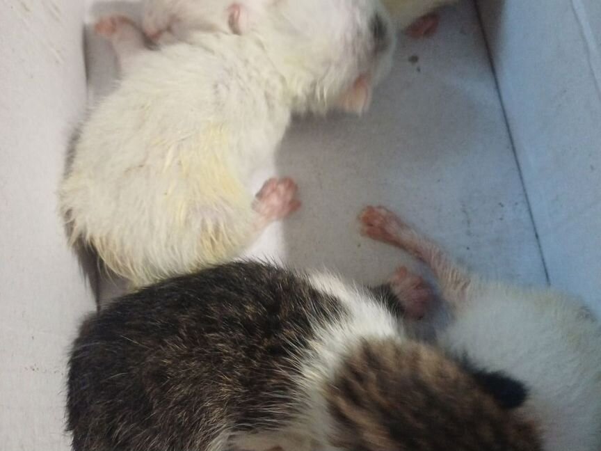 Котята в добрые руки