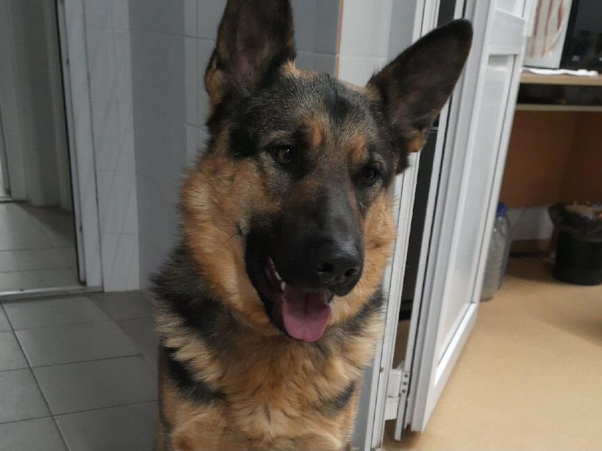 Обалденный пес, немецкая овчарка