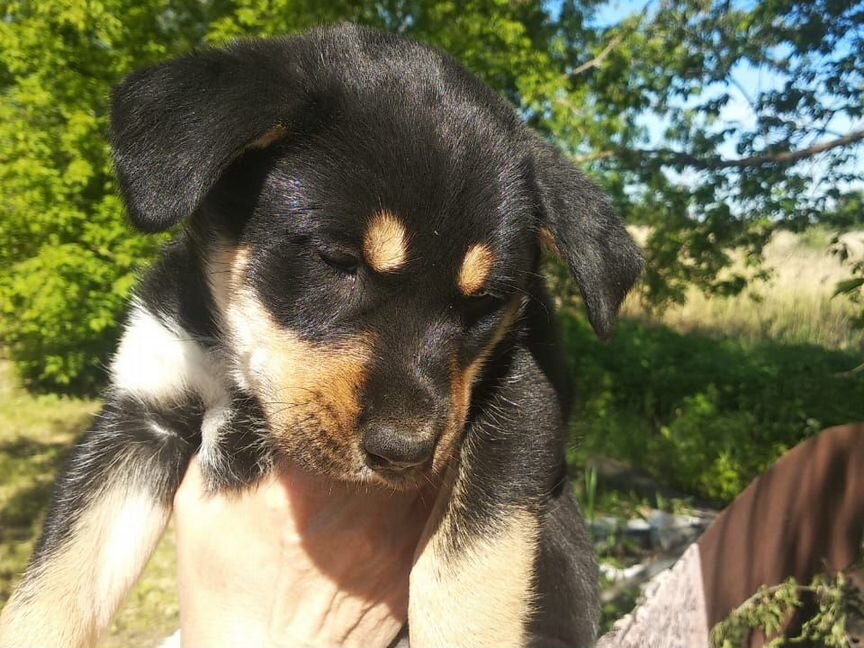 Стеша - суперщенок