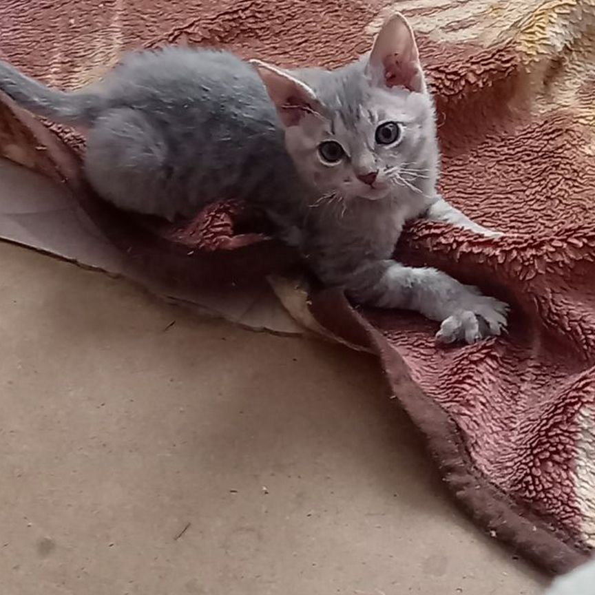Котёнок в добрые руки