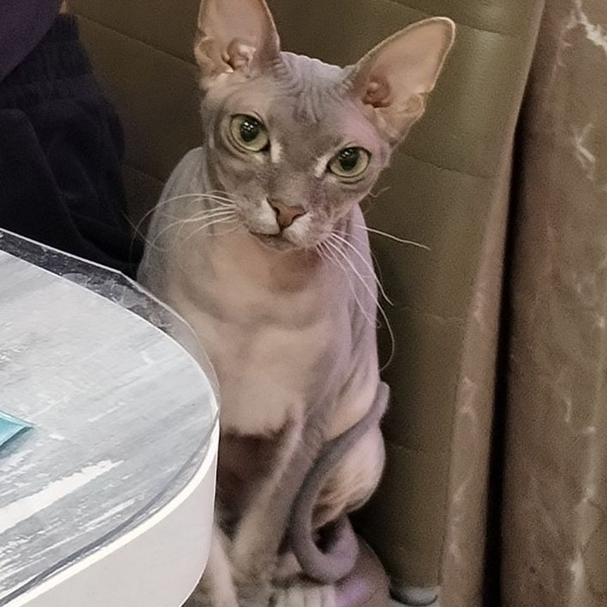 Донской сфинкс, взрослая кошка