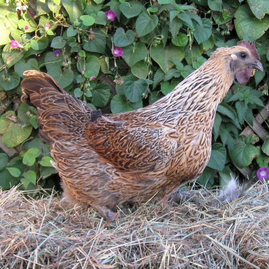 Лакеданзи.Семья 3 1