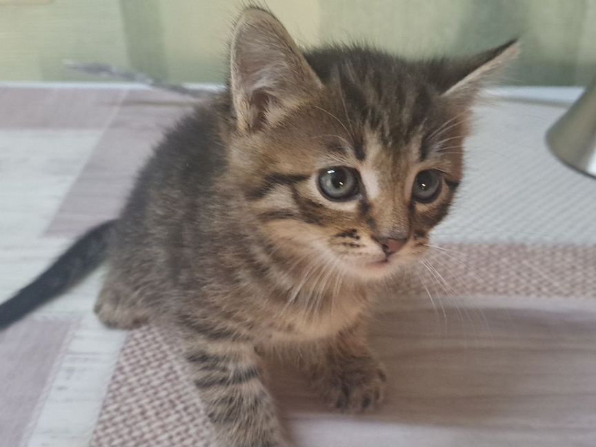 Котёнок сибирский