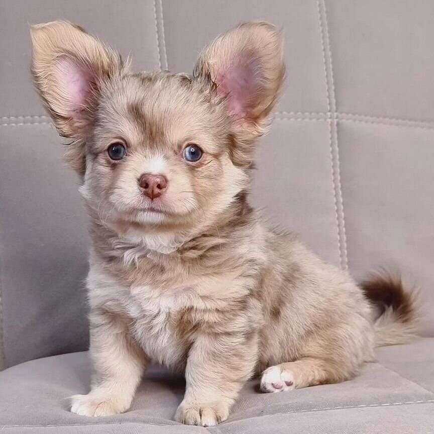 Чихуахуа мальчик мерле