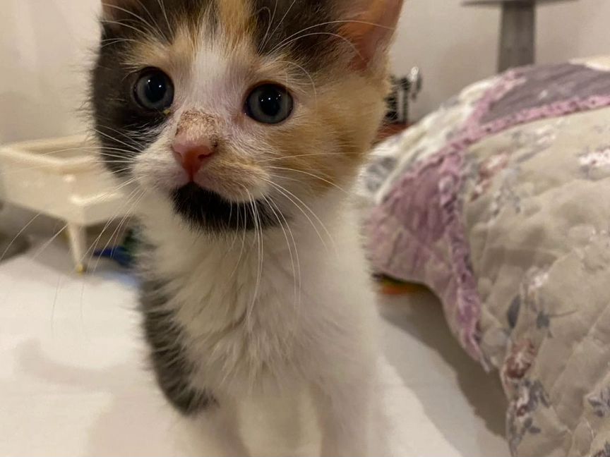Котенок девочка