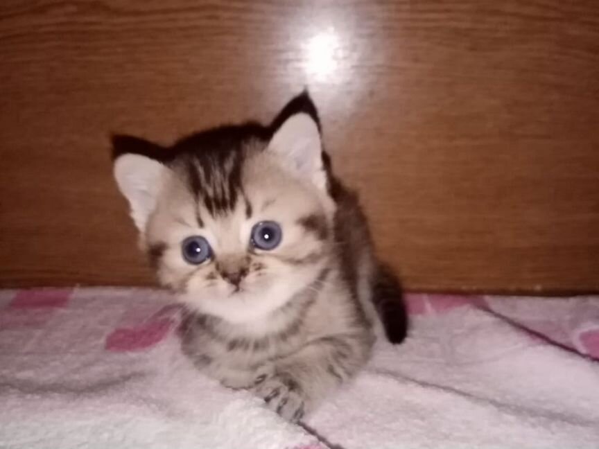 Шотландские прямоухие котята