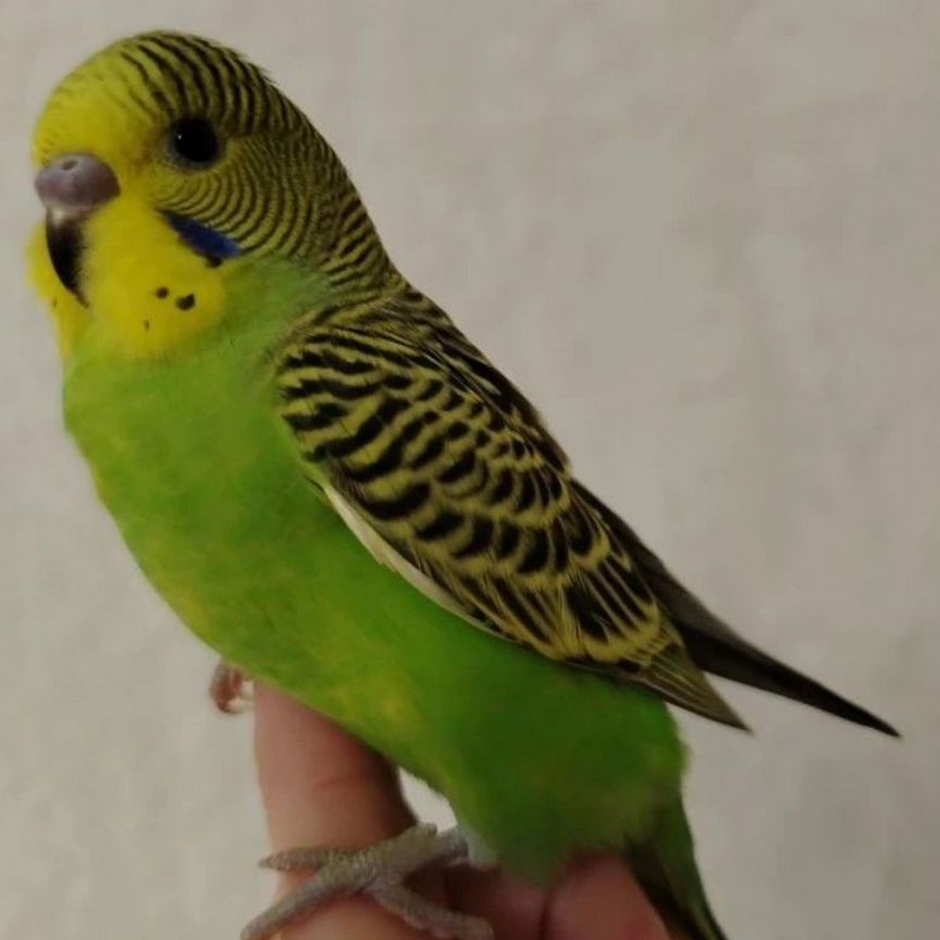 Птенцы волнистого попугая